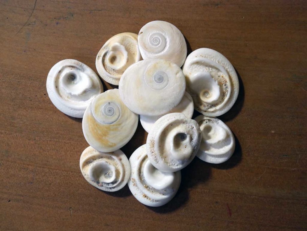 Opercula - Everyday Futures