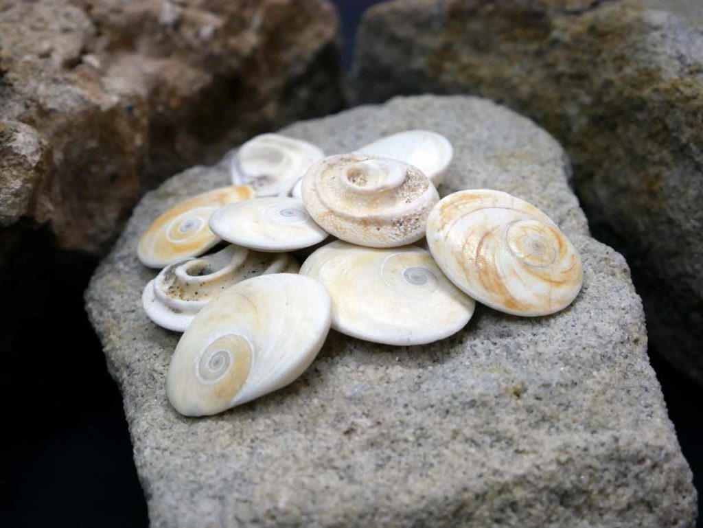 Opercula - Everyday Futures